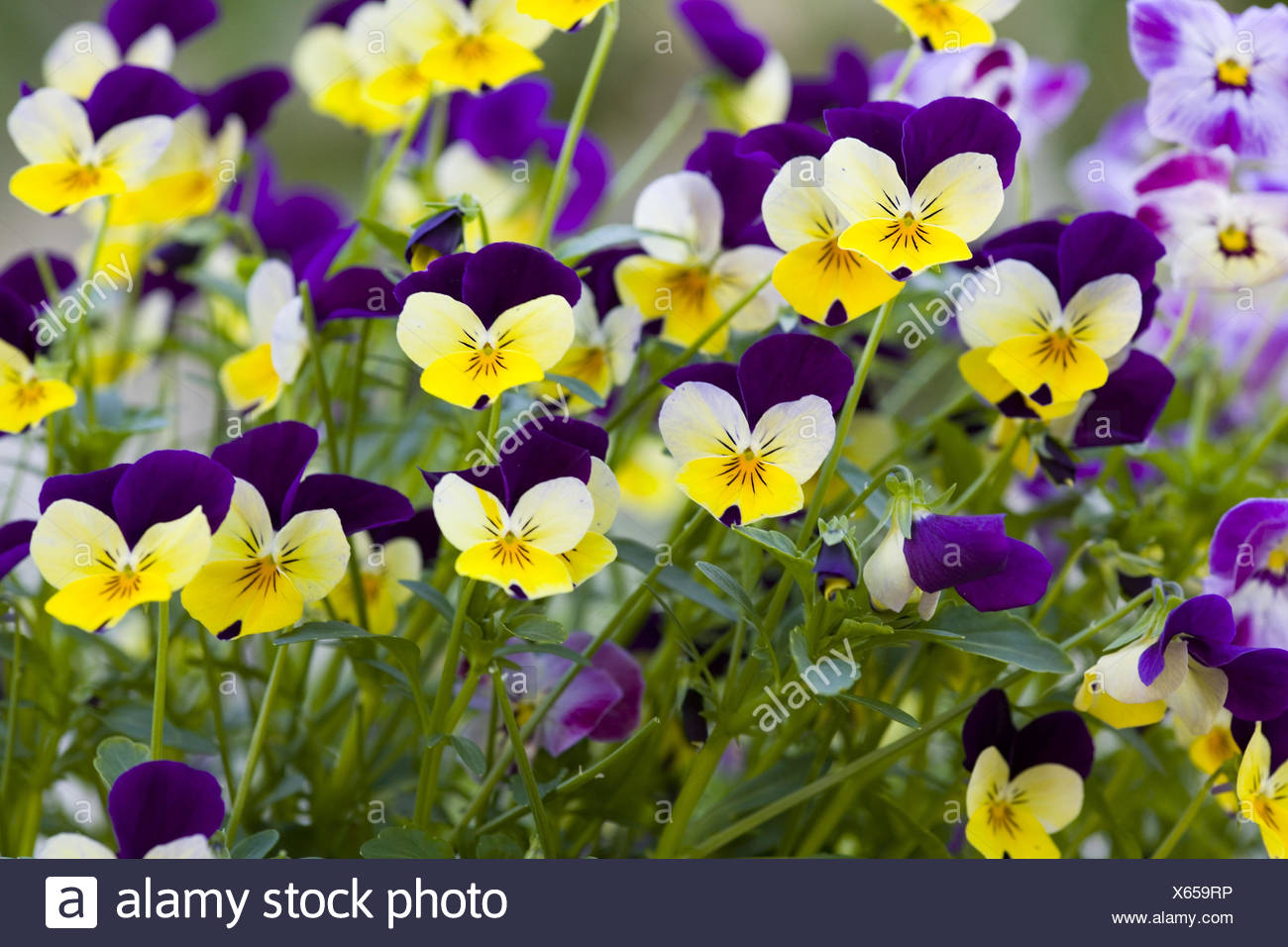Field Pansy High Resolution Stock Photography and Images - Alamy