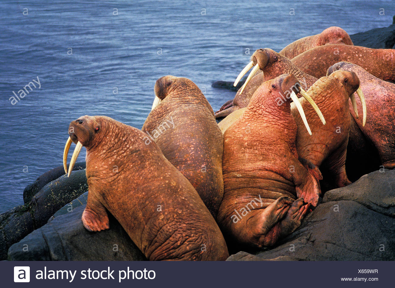 Walrus Colony Alaska Stock Photos & Walrus Colony Alaska Stock Images ...