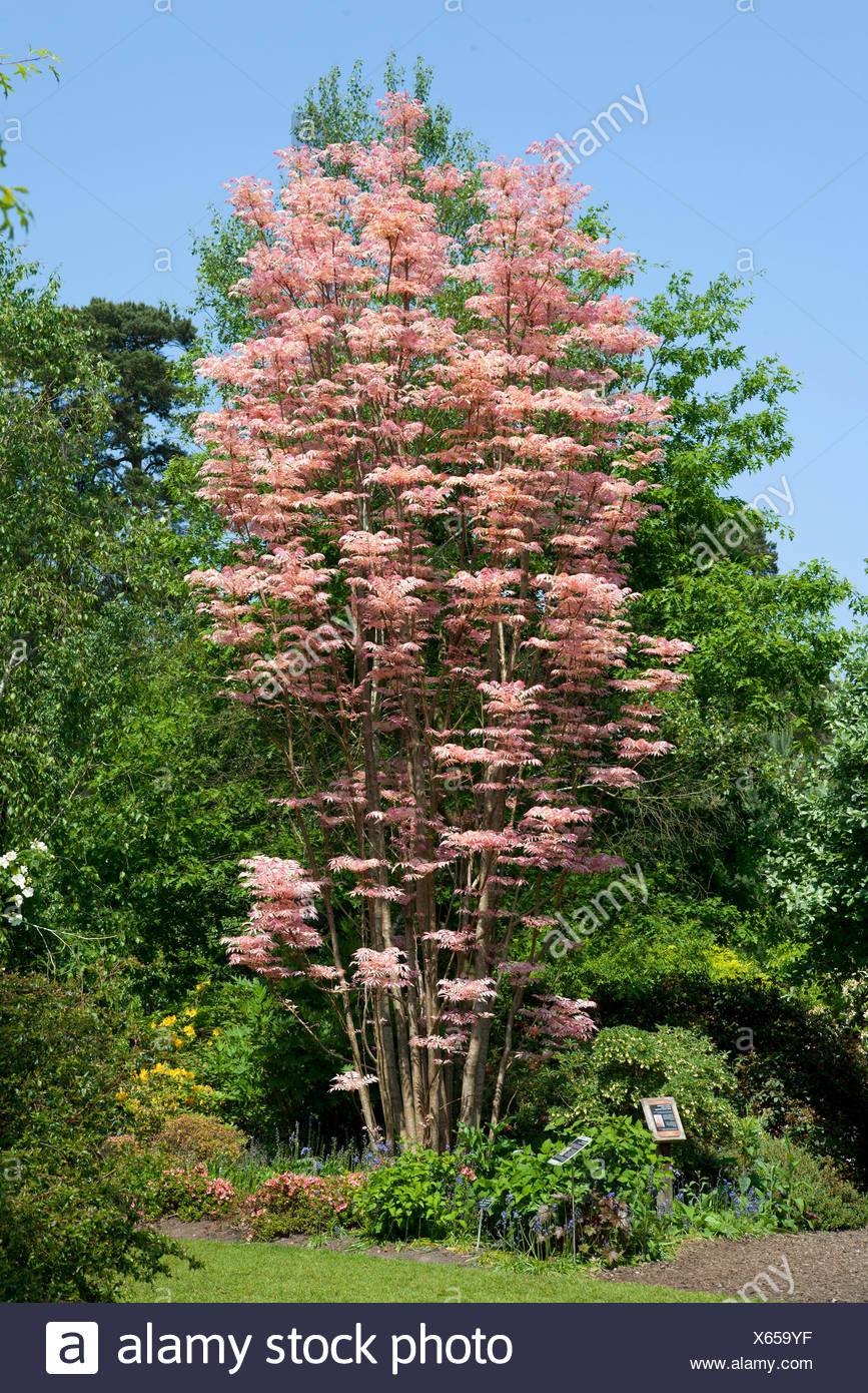 Toona Sinensis Flamingo High Resolution Stock Photography and Images ...