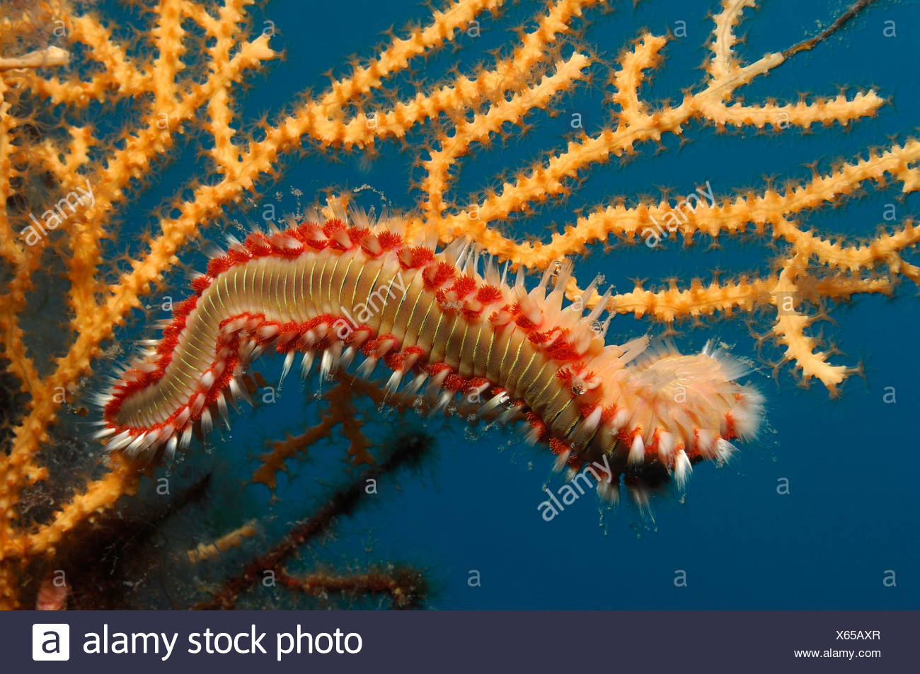 Bristle Worm High Resolution Stock Photography and Images - Alamy
