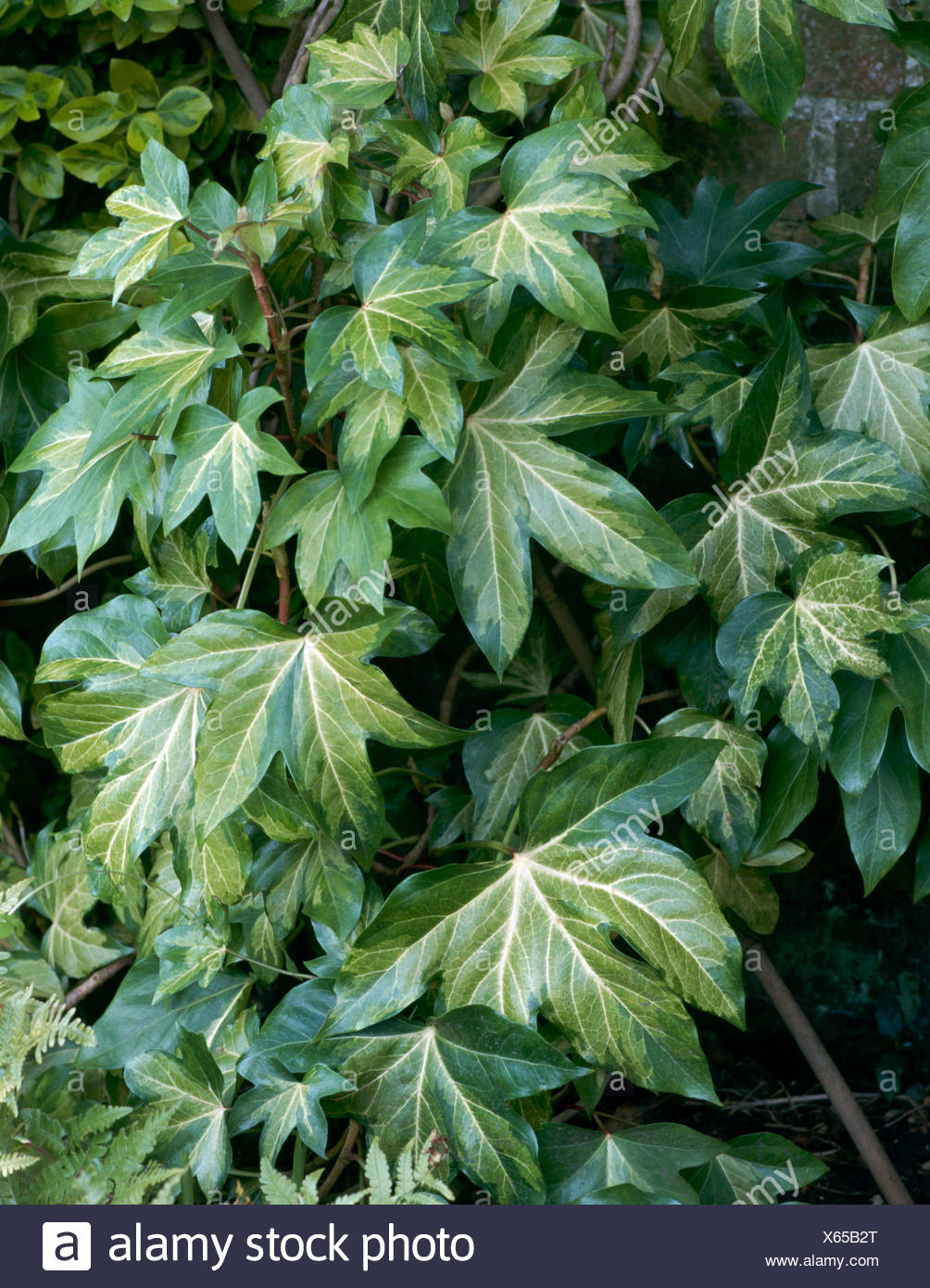 Fatshedera High Resolution Stock Photography and Images - Alamy