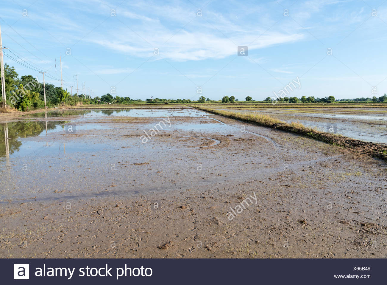 Rice Paddy Preparation Stock Photos & Rice Paddy Preparation Stock ...