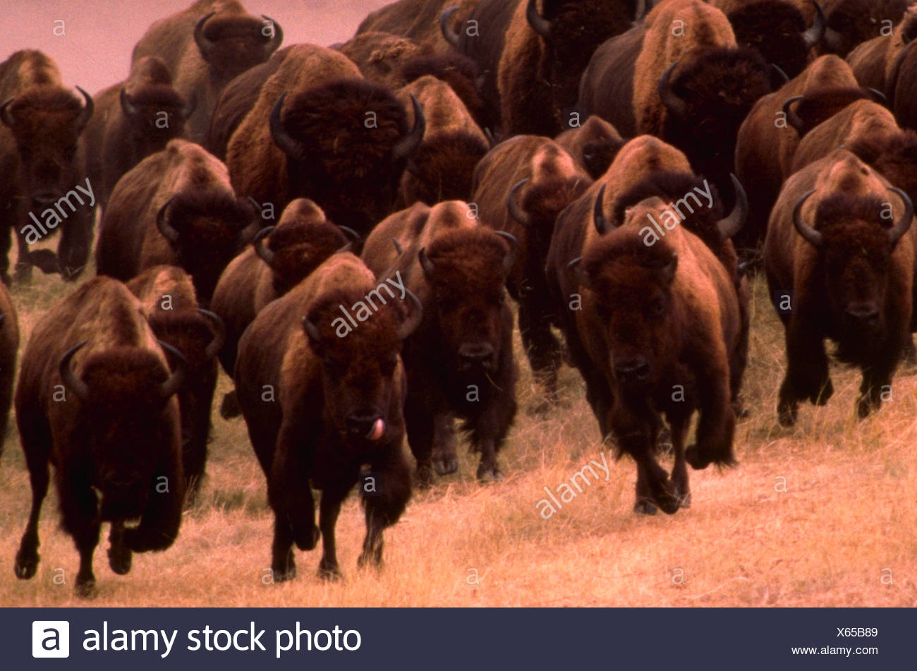 Stampede Bison High Resolution Stock Photography and Images - Alamy