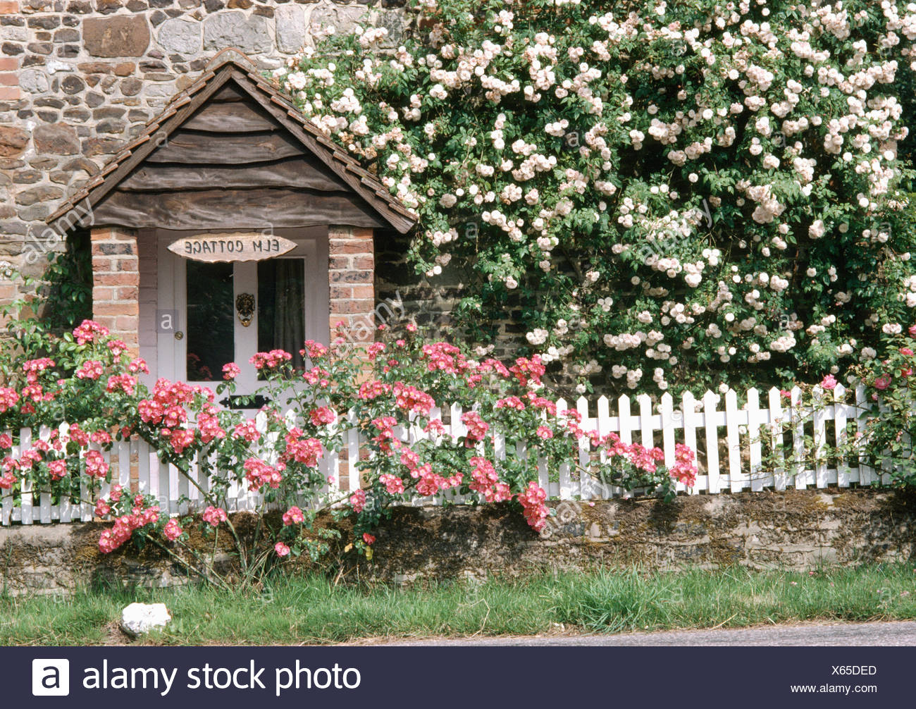 American Climbing Rose High Resolution Stock Photography and Images - Alamy