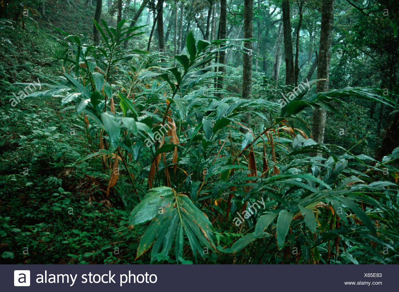 Cardamom Plants India Stock Photos & Cardamom Plants India Stock Images ...