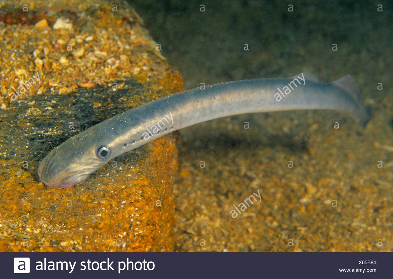 Sea Lamprey Petromyzon Marinus High Resolution Stock Photography and ...