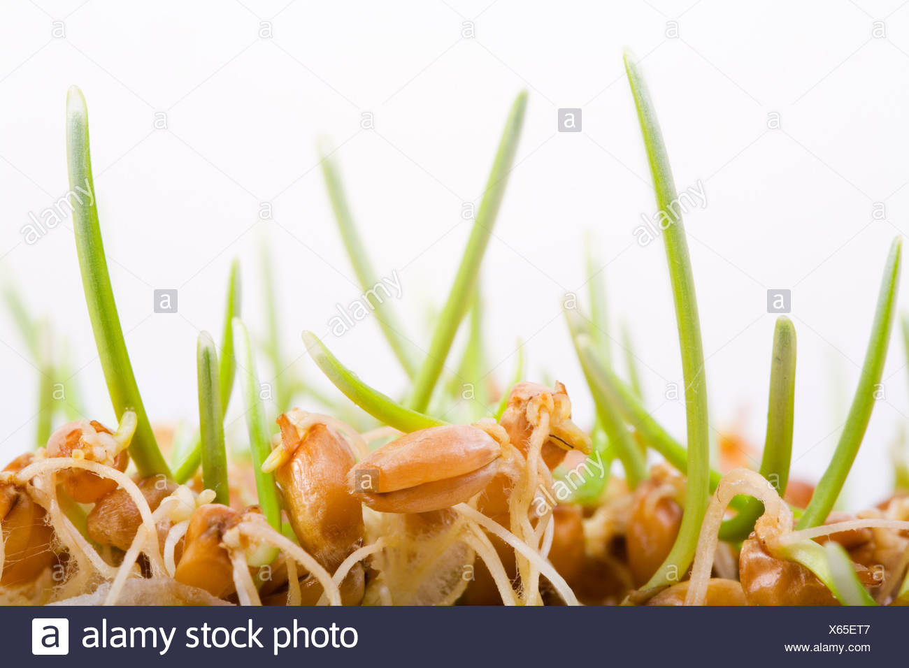 Wheat Seedling High Resolution Stock Photography and Images - Alamy