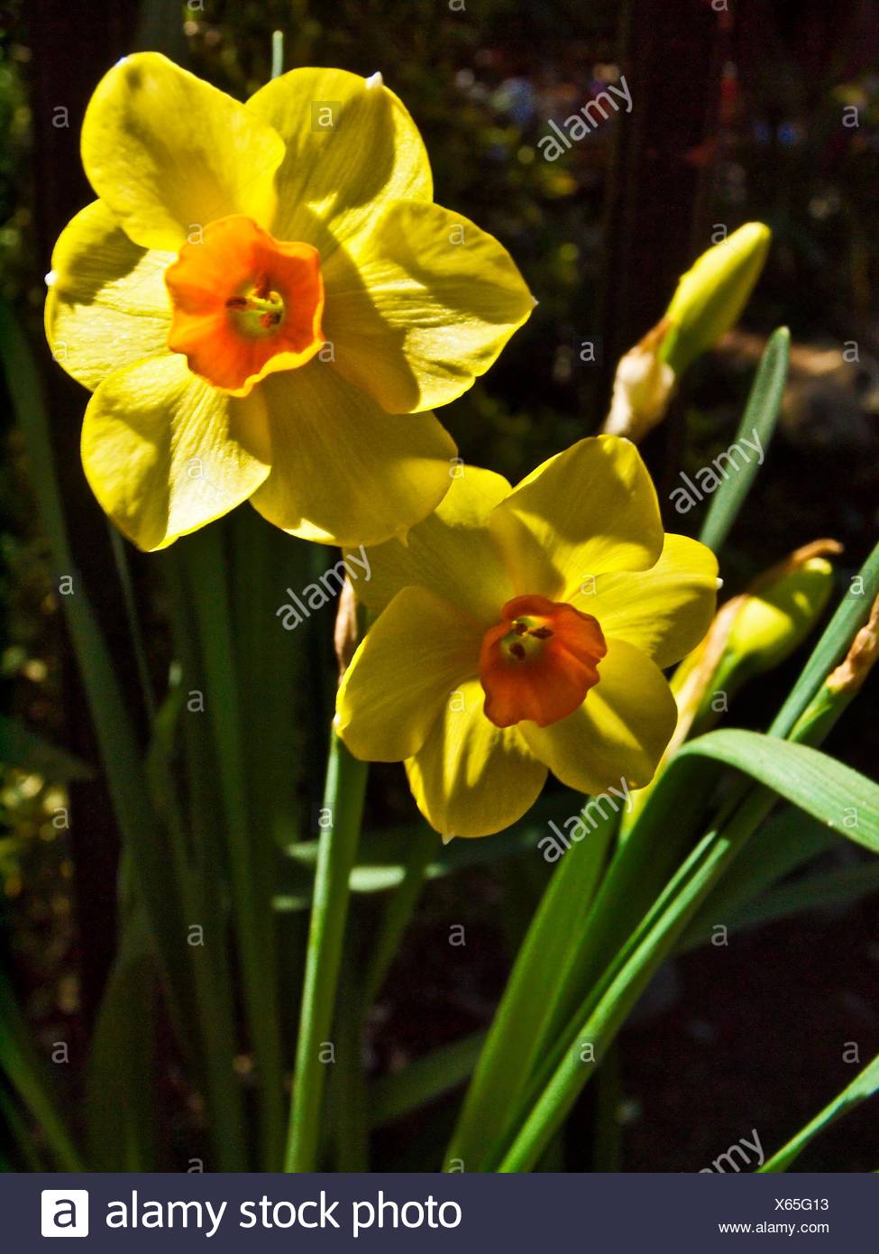 Jonquil Flower High Resolution Stock Photography and Images - Alamy