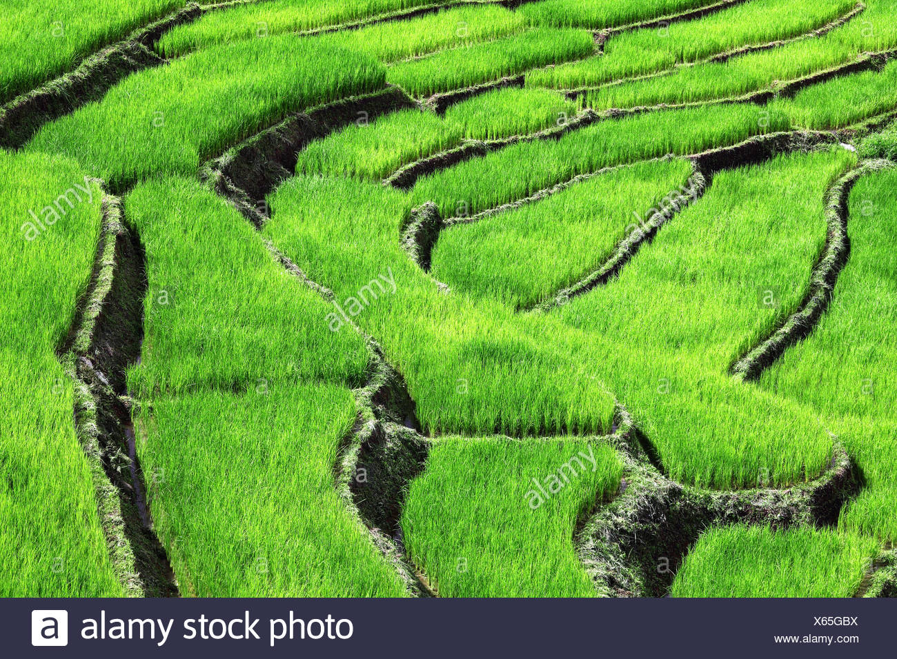 Rice Field High Resolution Stock Photography and Images - Alamy