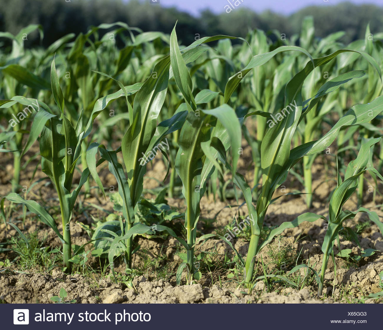 Maize Zea Mays High Resolution Stock Photography and Images - Alamy