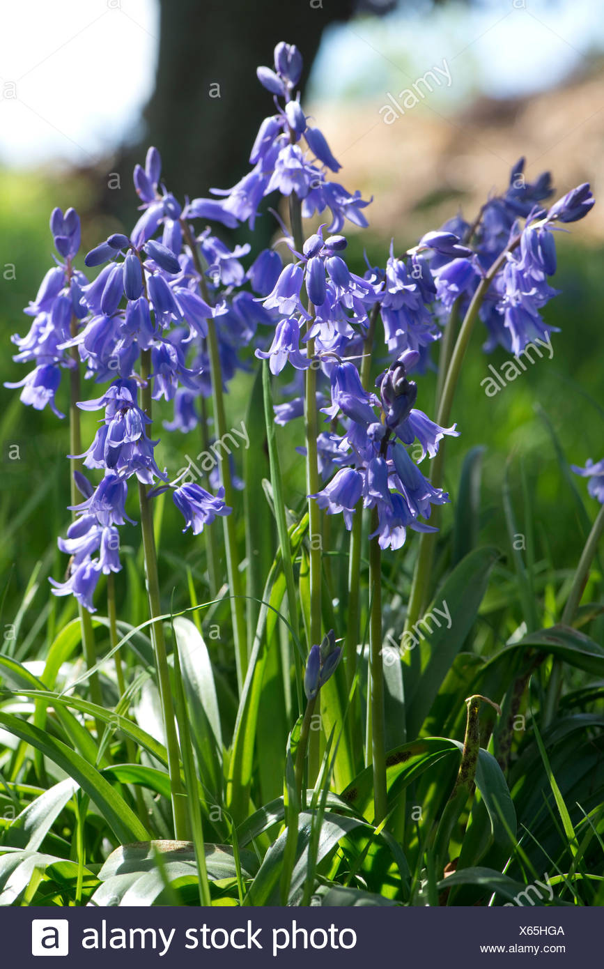 English Bluebell Stock Photos & English Bluebell Stock Images - Alamy