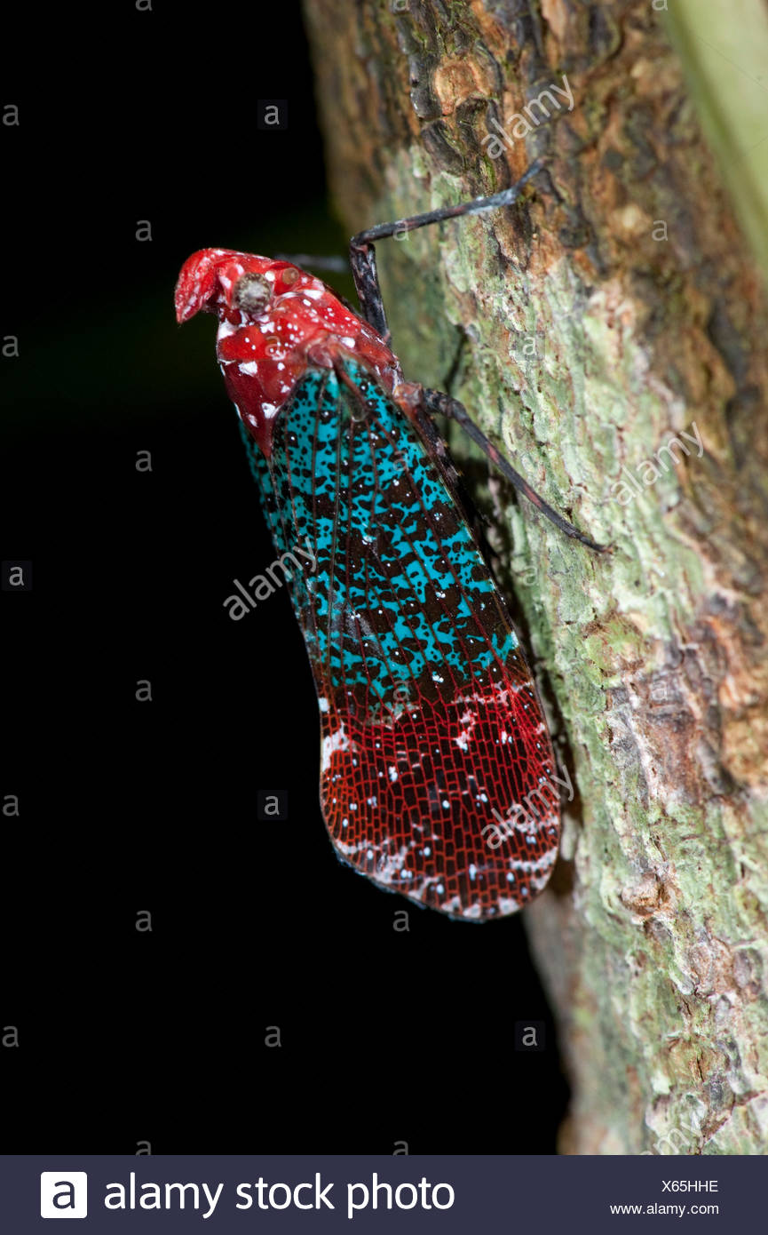 Fulgoridae Stock Photos & Fulgoridae Stock Images - Alamy