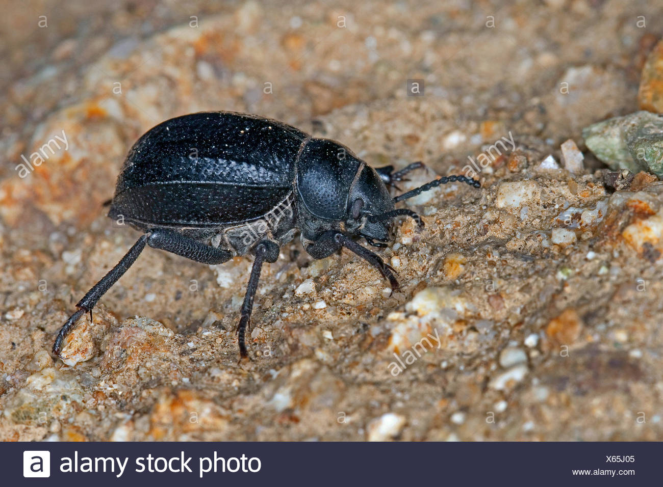 Mealworm Beetle Stock Photos & Mealworm Beetle Stock Images - Alamy