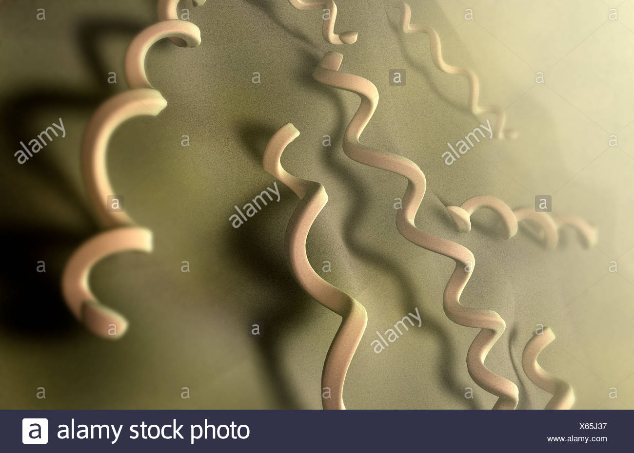 Syphilis Bacteria Stock Photos & Syphilis Bacteria Stock Images - Alamy