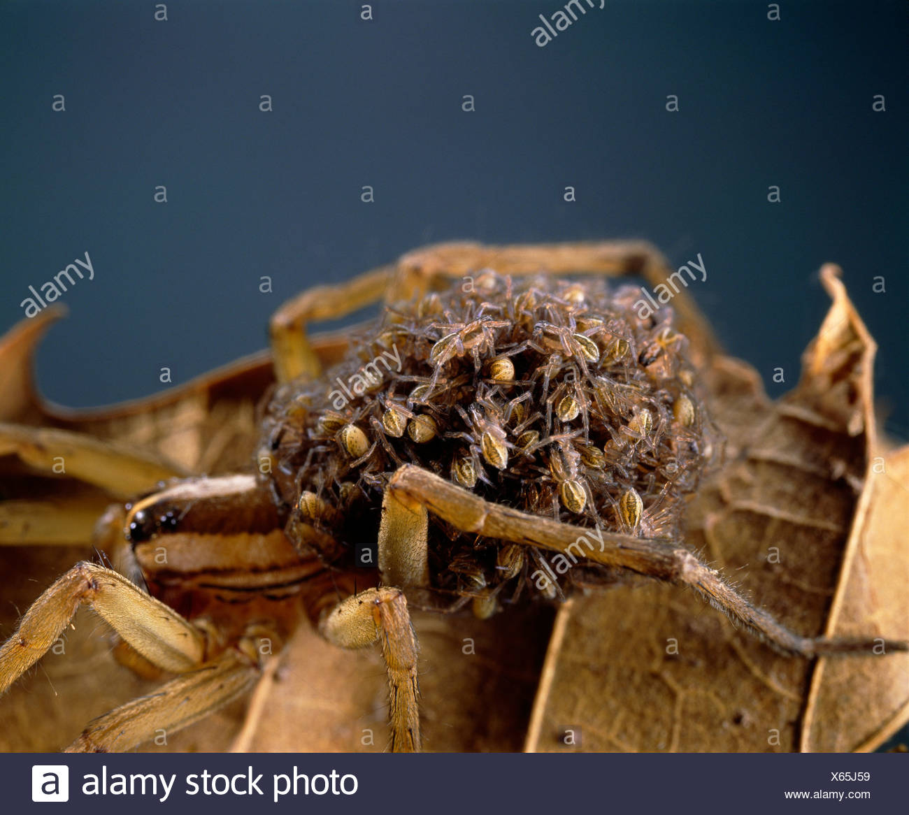 Baby Wolf Spider High Resolution Stock Photography and Images - Alamy