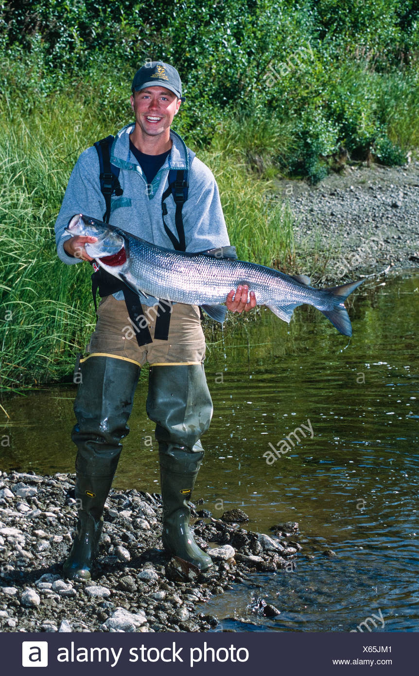 Sheefish Stock Photos & Sheefish Stock Images - Alamy