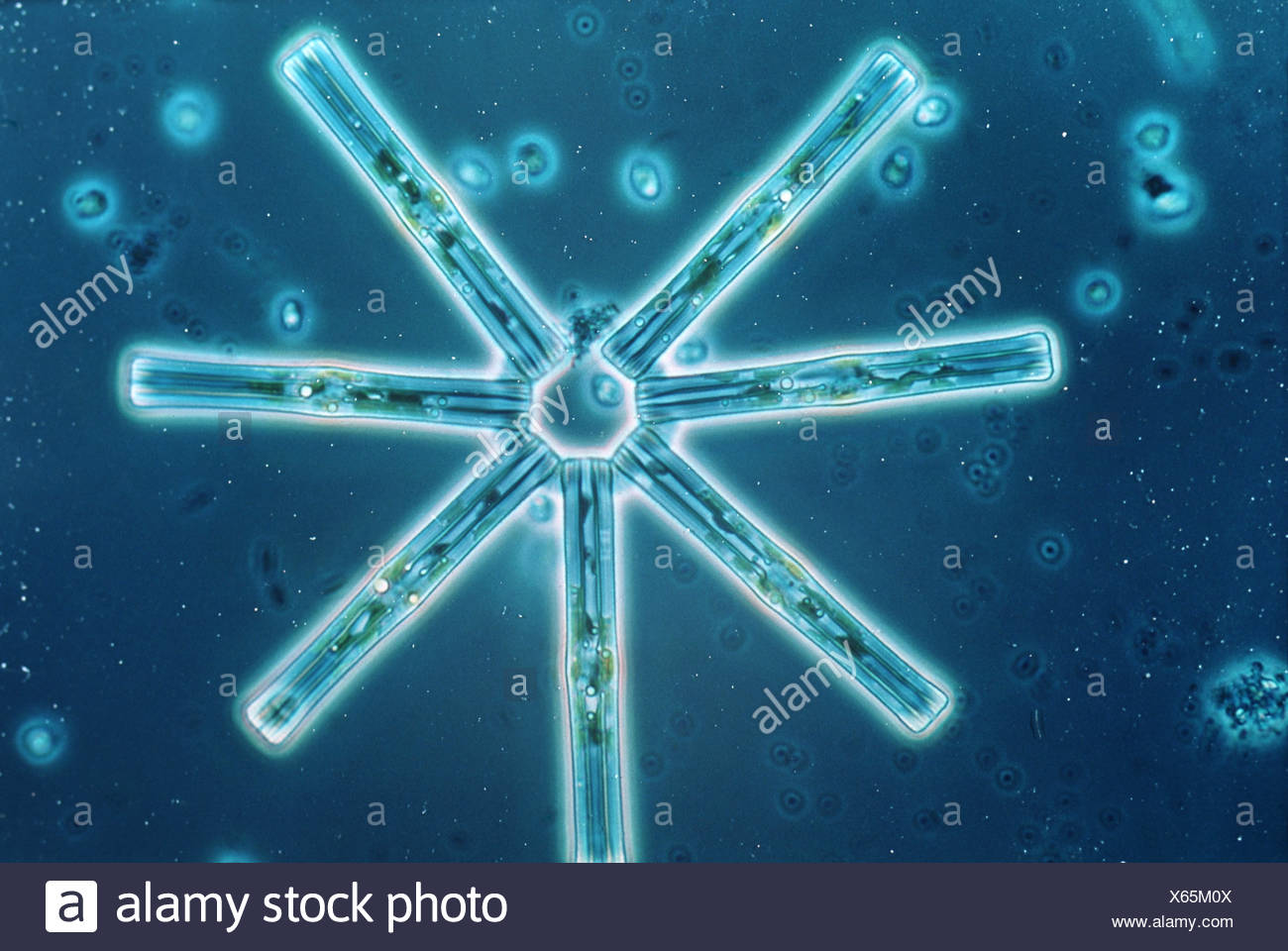 Tabellaria Fenestrata Tabellaria Fenestrata High Resolution Stock ...