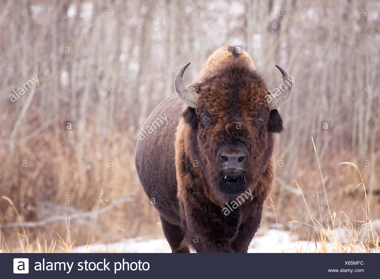Front View Of American Buffalo Standing In Winter High Resolution Stock ...