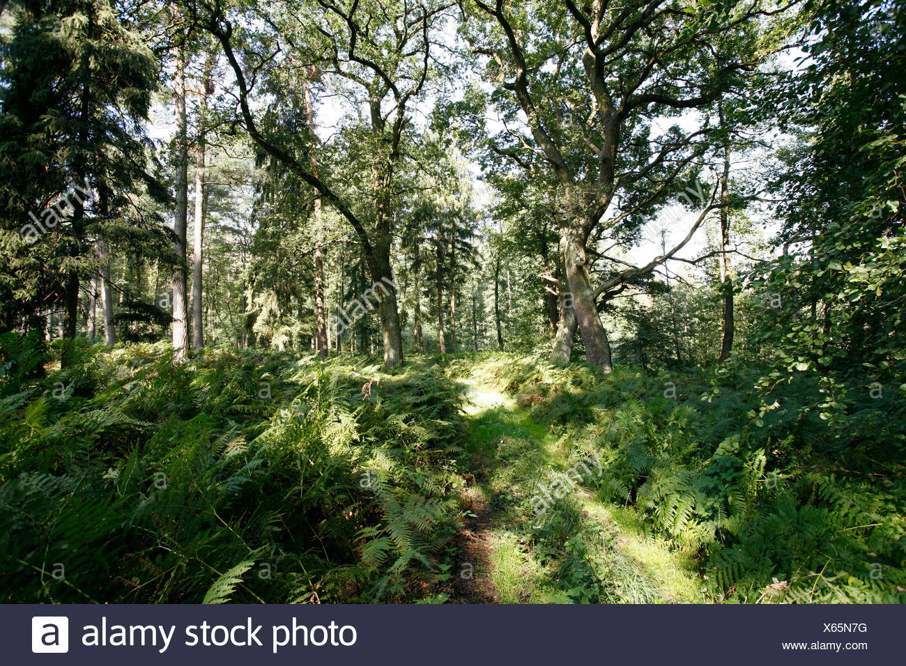 Eichenwald Stock Photos & Eichenwald Stock Images - Alamy