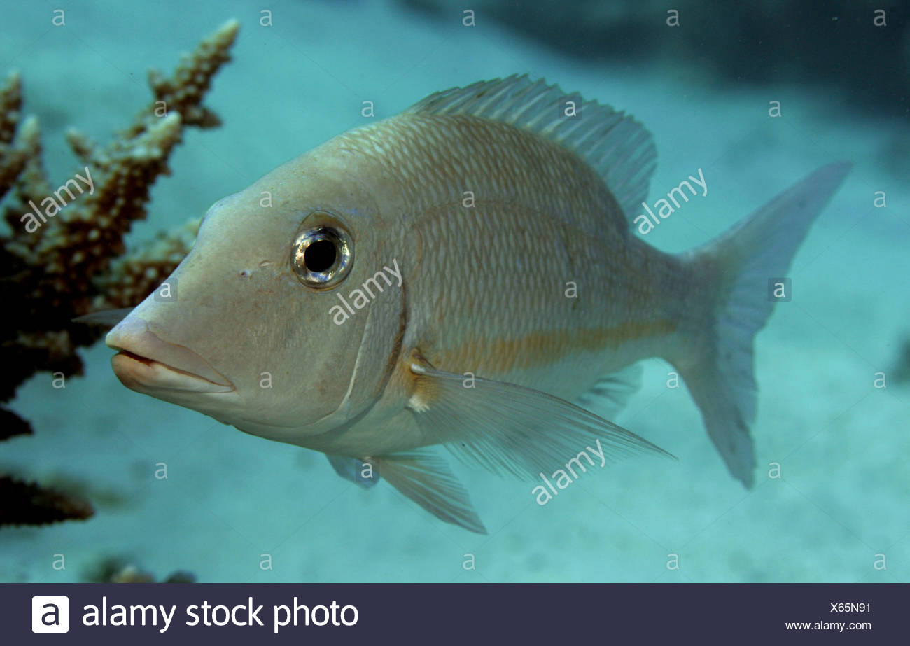 Lethrinus Obsoletus High Resolution Stock Photography and Images - Alamy