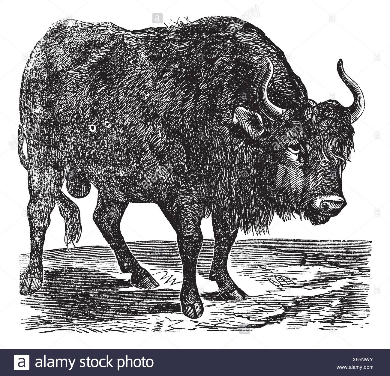 Black White American Bison Bison High Resolution Stock Photography and ...