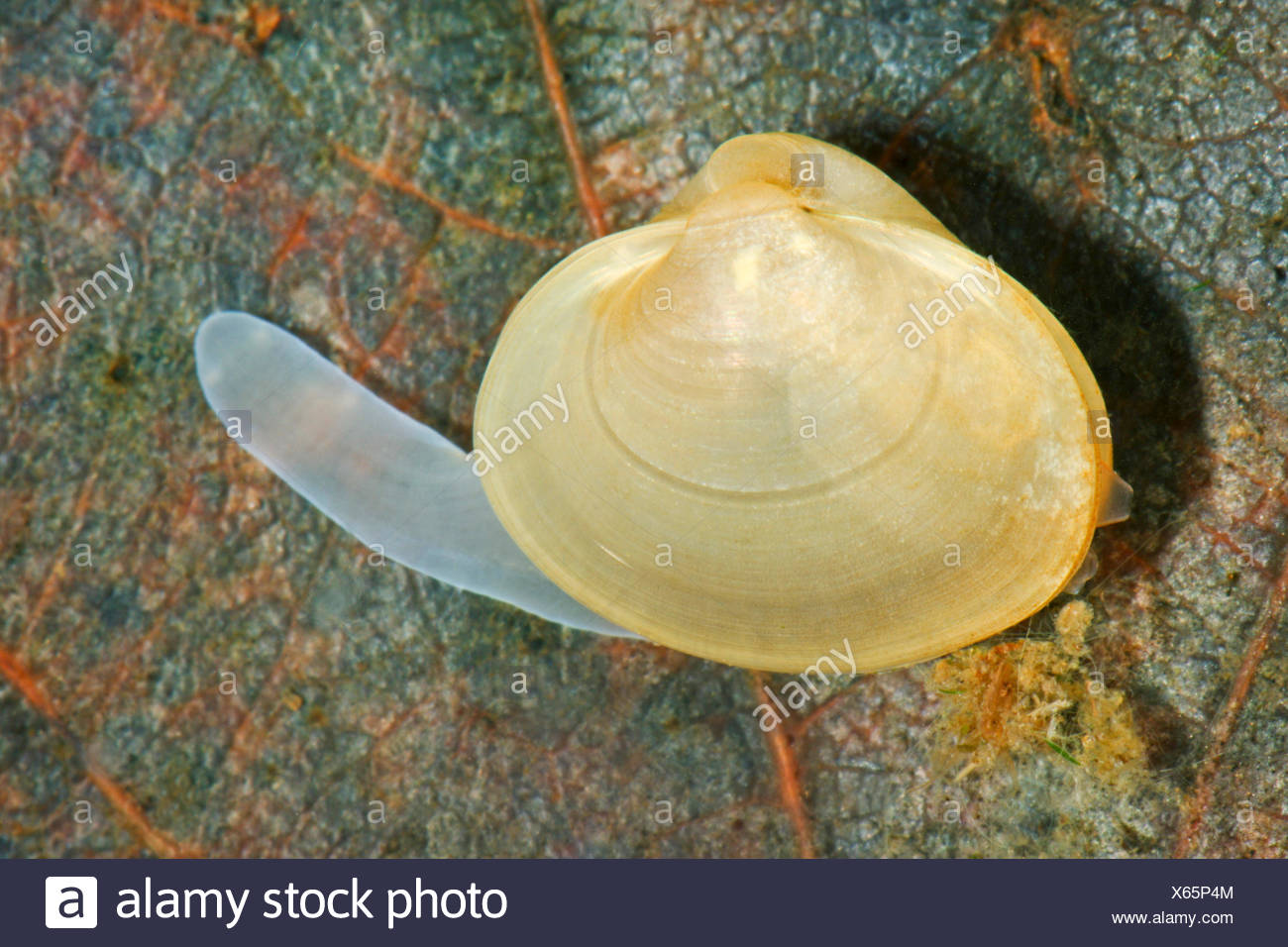 Sphaeriidae High Resolution Stock Photography and Images - Alamy