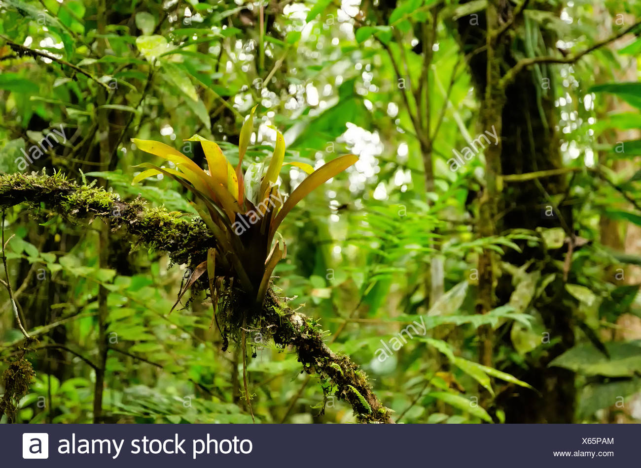Central Suriname Nature Reserve High Resolution Stock Photography and ...