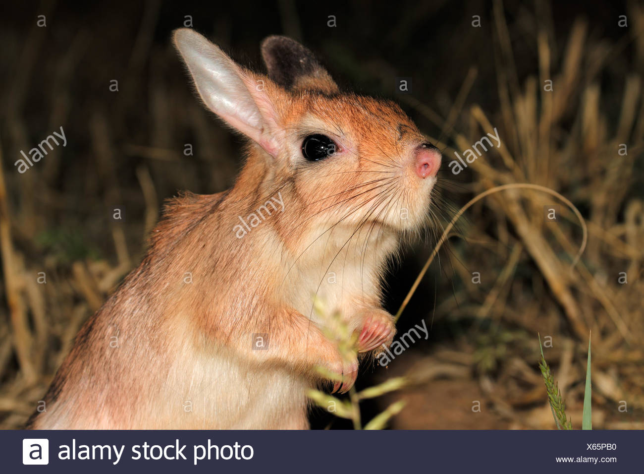 Pedetes Capensis High Resolution Stock Photography and Images - Alamy