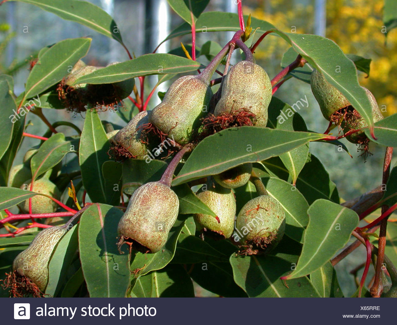Scarlet Fruits High Resolution Stock Photography and Images - Alamy