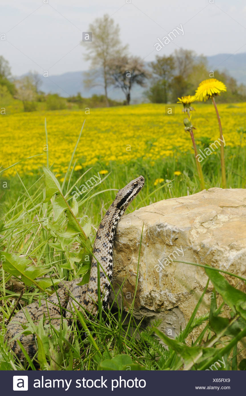Aspic Viper Vipera Aspis High Resolution Stock Photography and Images ...