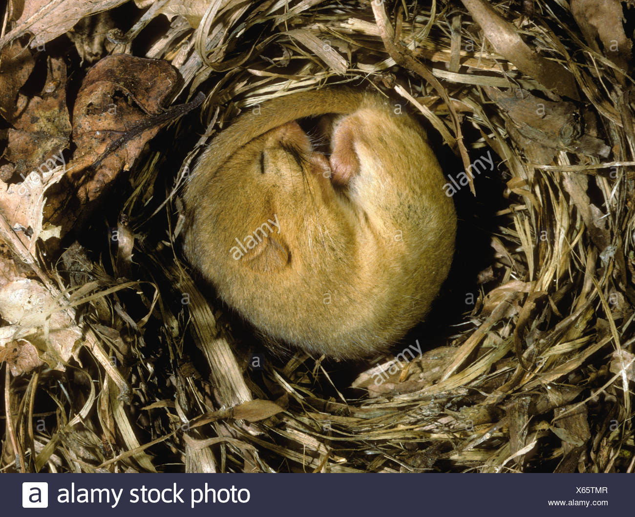 Hibernating Dormouse High Resolution Stock Photography and Images - Alamy