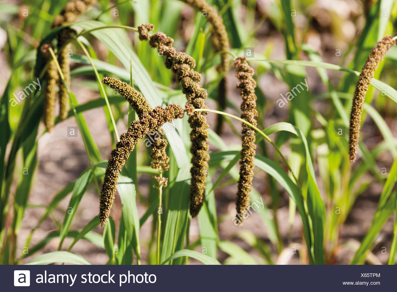 Setaria Italica High Resolution Stock Photography and Images - Alamy