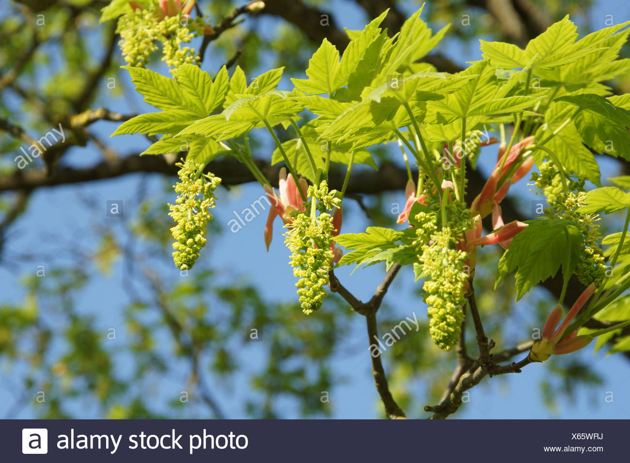 Sycamore Tree Blossom High Resolution Stock Photography and Images - Alamy