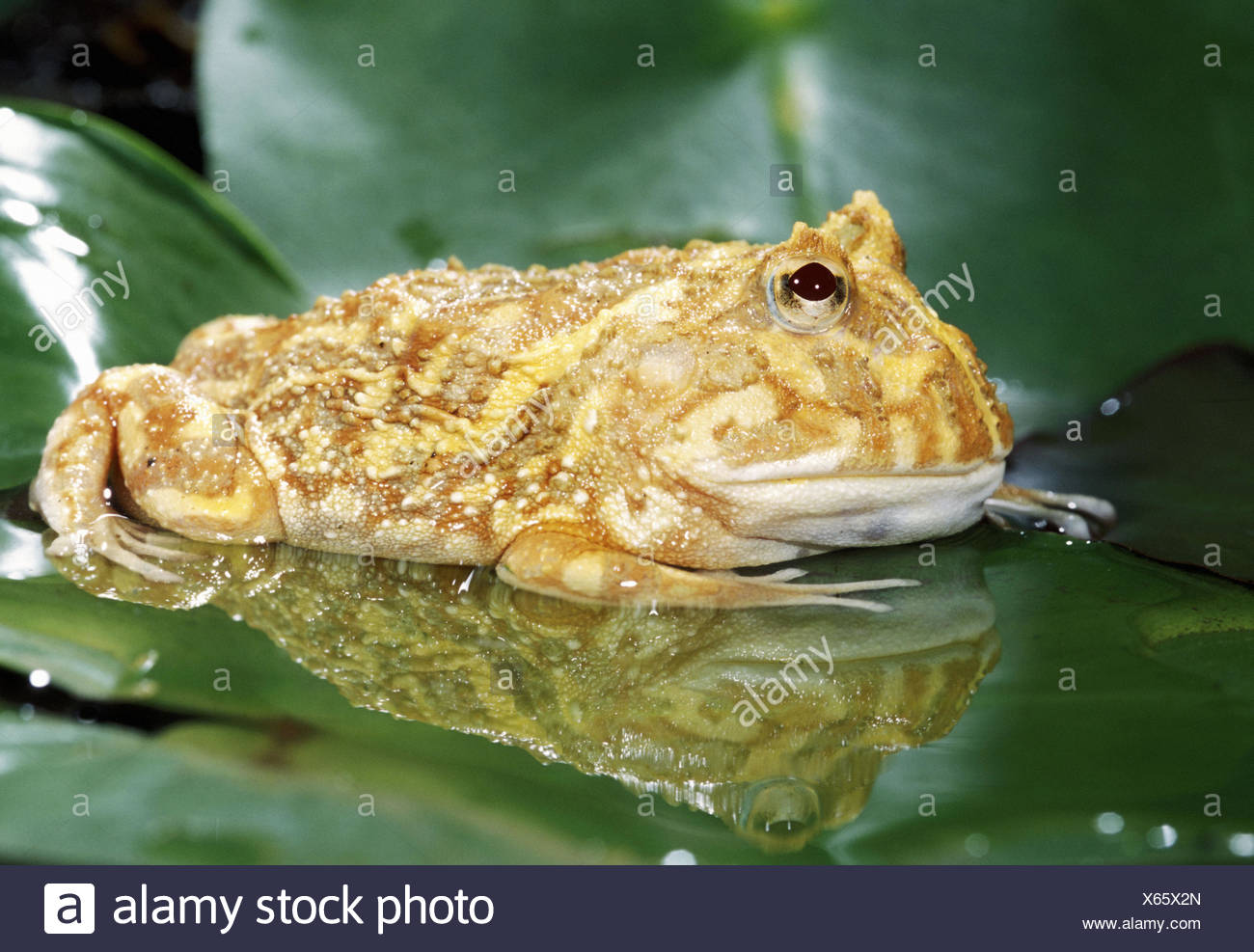 Ceratophrys Cranwelli High Resolution Stock Photography and Images - Alamy