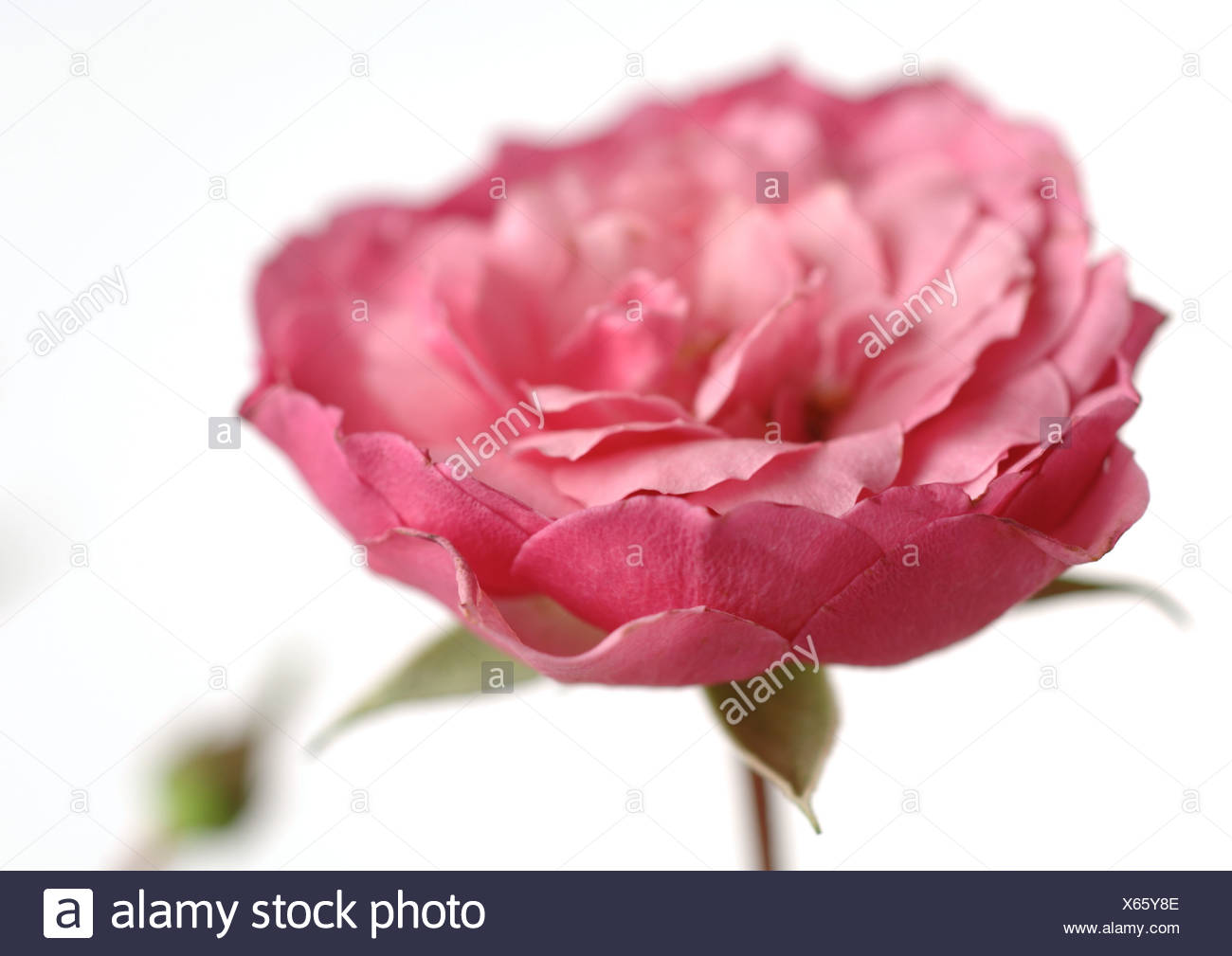 Rose Sepal Stock Photos & Rose Sepal Stock Images - Alamy