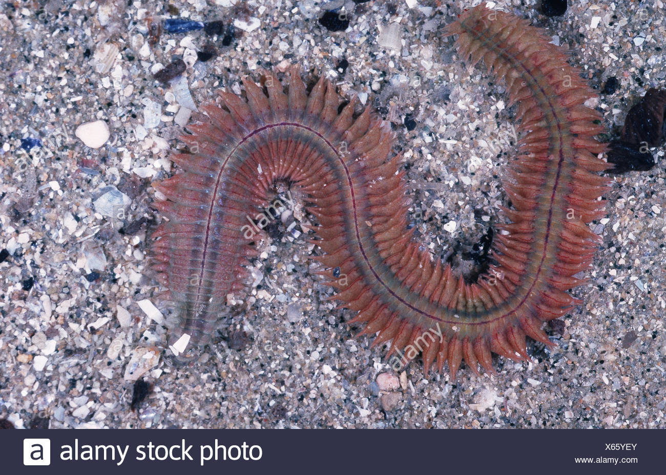 Nereis Worm Stock Photos & Nereis Worm Stock Images - Alamy
