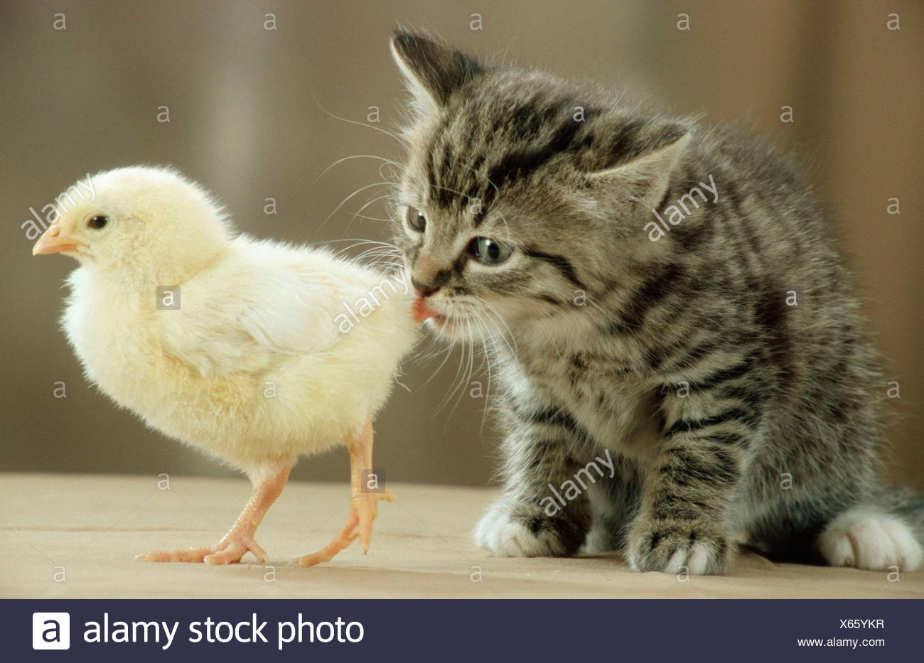 Chick And Kitten Stock Photos & Chick And Kitten Stock Images - Alamy