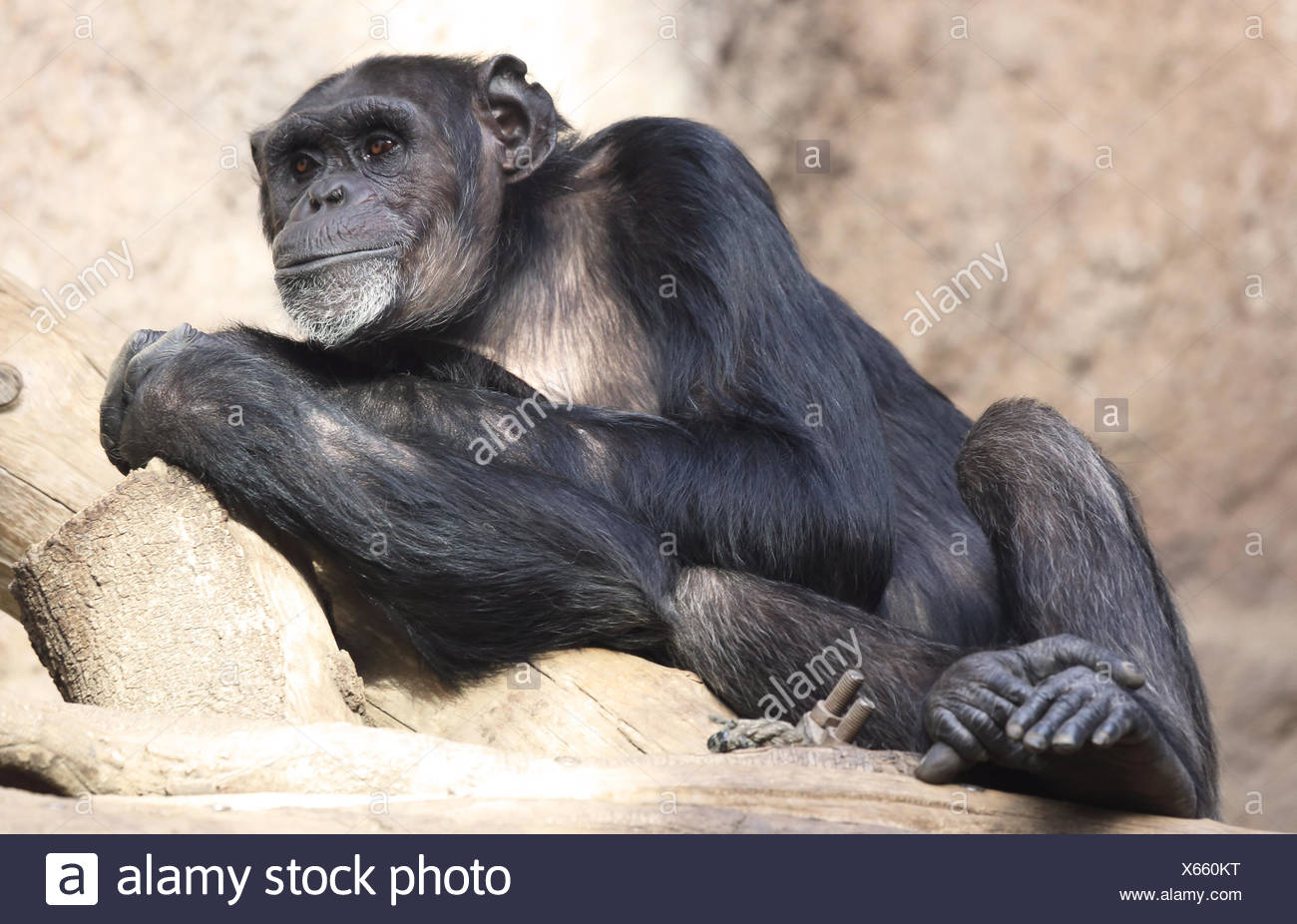 Lazy Care High Resolution Stock Photography and Images - Alamy