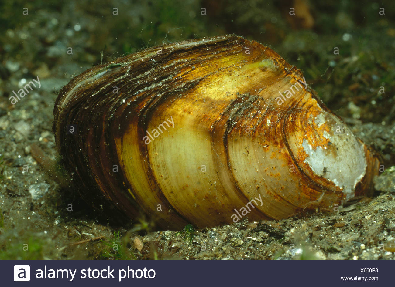 Anodonta High Resolution Stock Photography and Images - Alamy