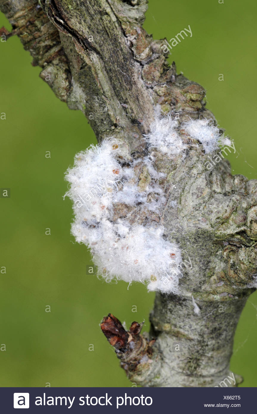 Woolly Aphids Stock Photos & Woolly Aphids Stock Images - Alamy