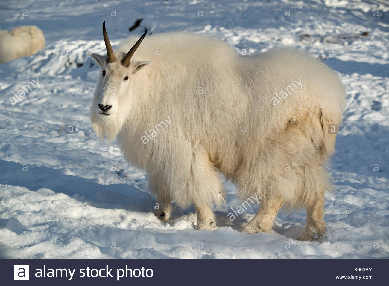 Mountain Goat Animal Snow Winter Canada White Stock Photos & Mountain ...