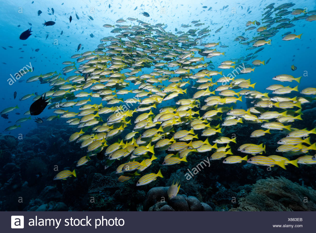 Australian Fish High Resolution Stock Photography and Images - Alamy