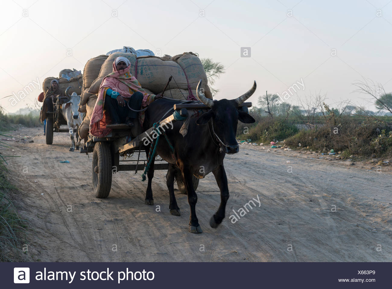 Bullock Carts High Resolution Stock Photography and Images - Alamy