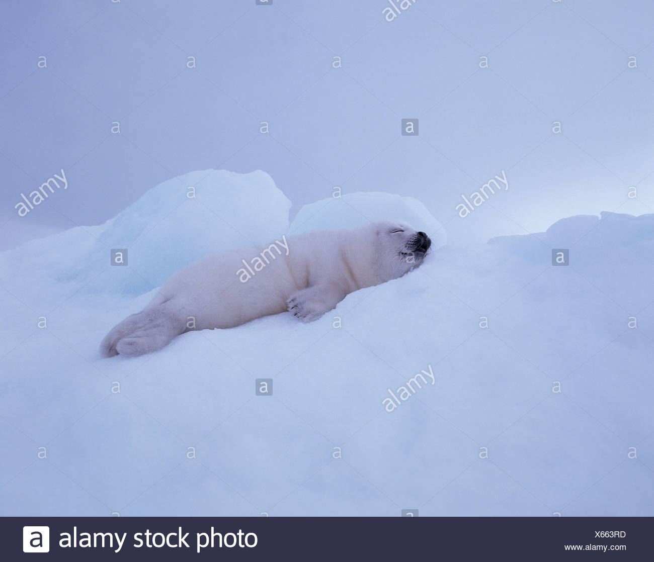 Harp Seals Stock Photos & Harp Seals Stock Images - Alamy