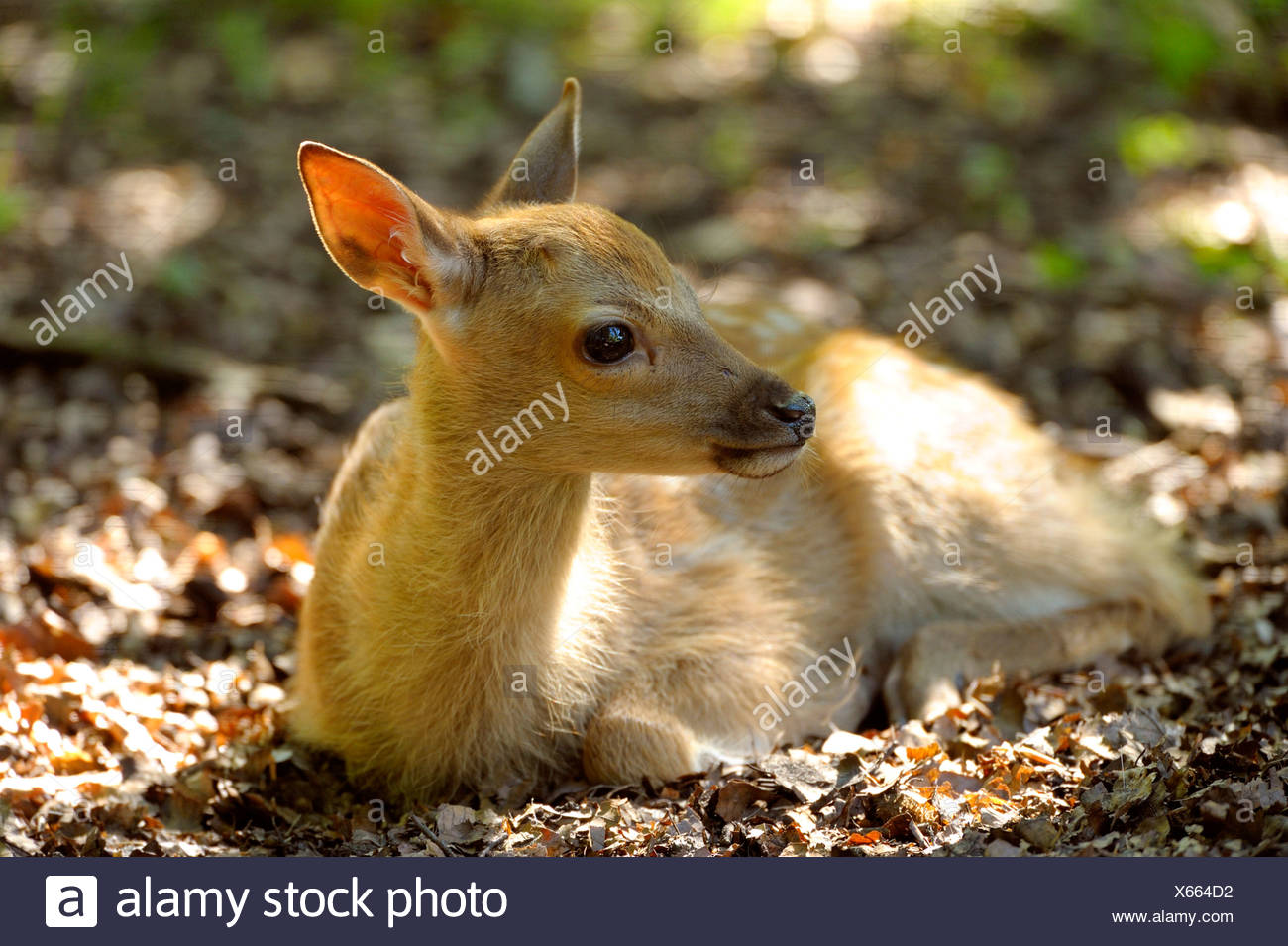 Baby Deer Sitting On Ground High Resolution Stock Photography and ...