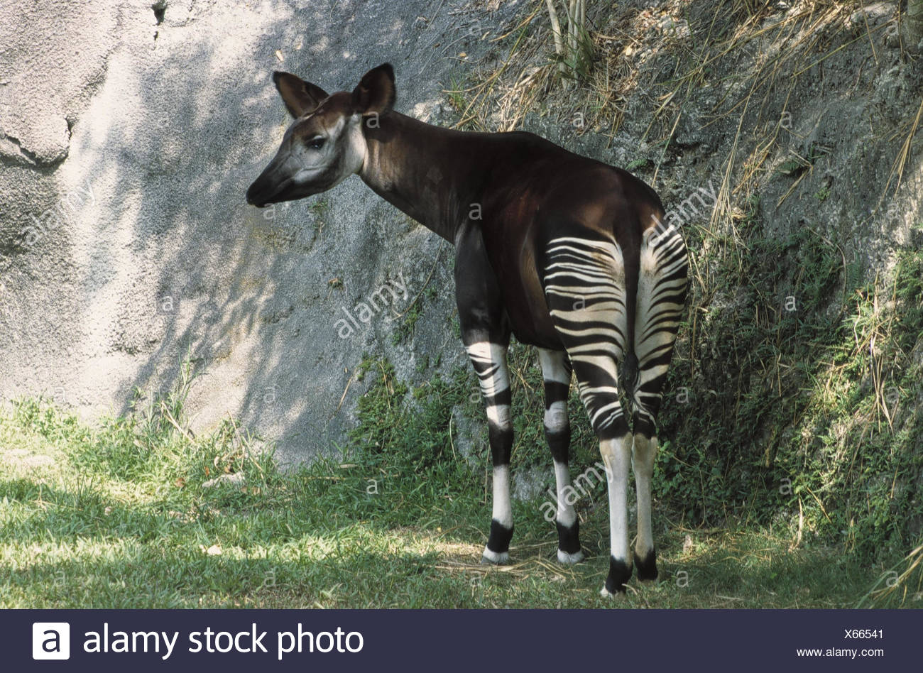 Short Neck Giraffes High Resolution Stock Photography and Images - Alamy