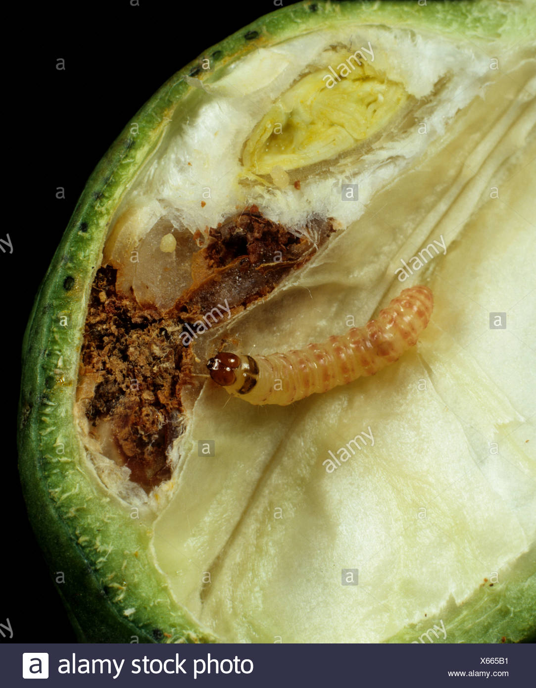 Pink Bollworm Larva High Resolution Stock Photography and Images - Alamy