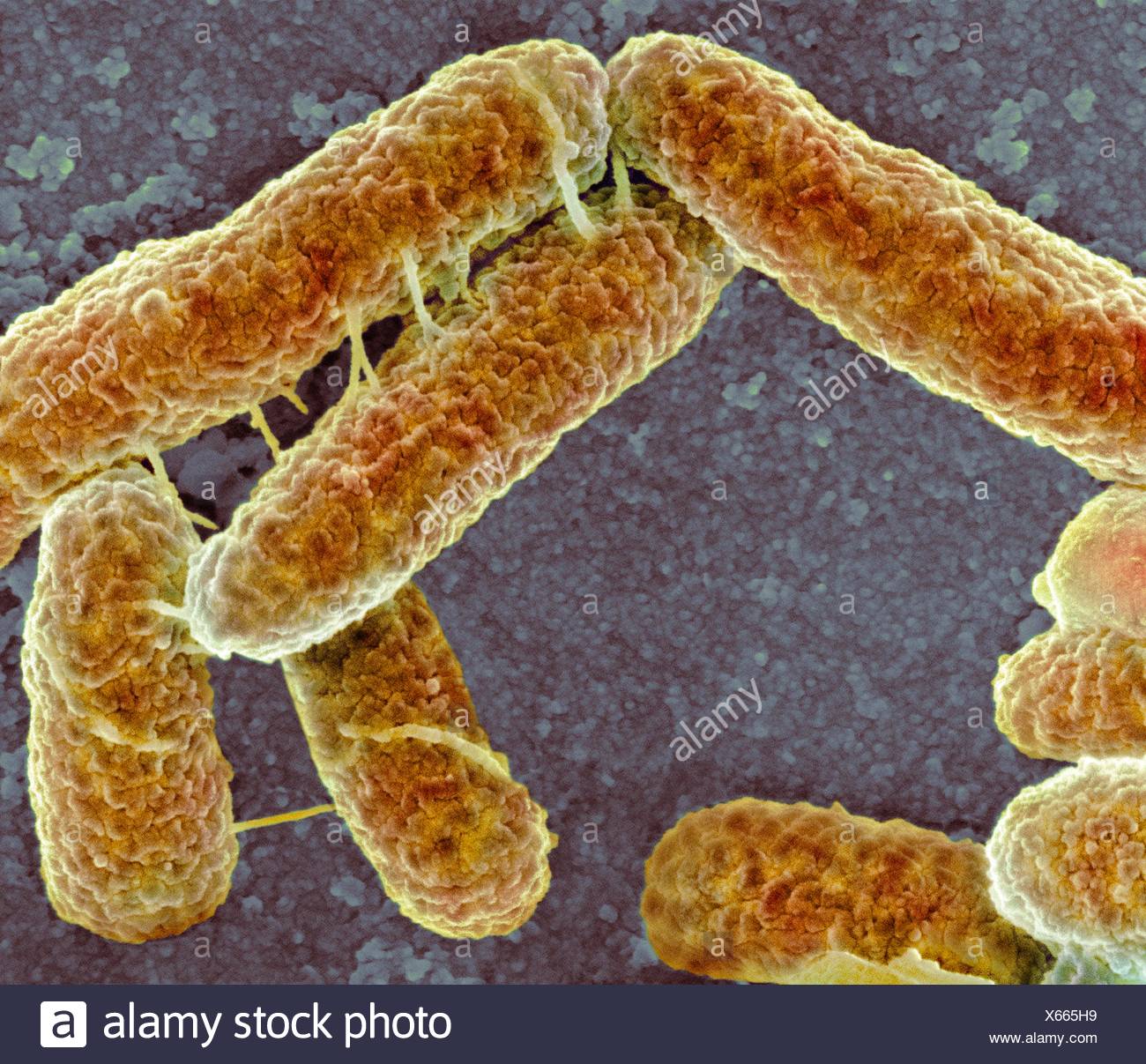 Microorganism Sem High Resolution Stock Photography and Images - Alamy