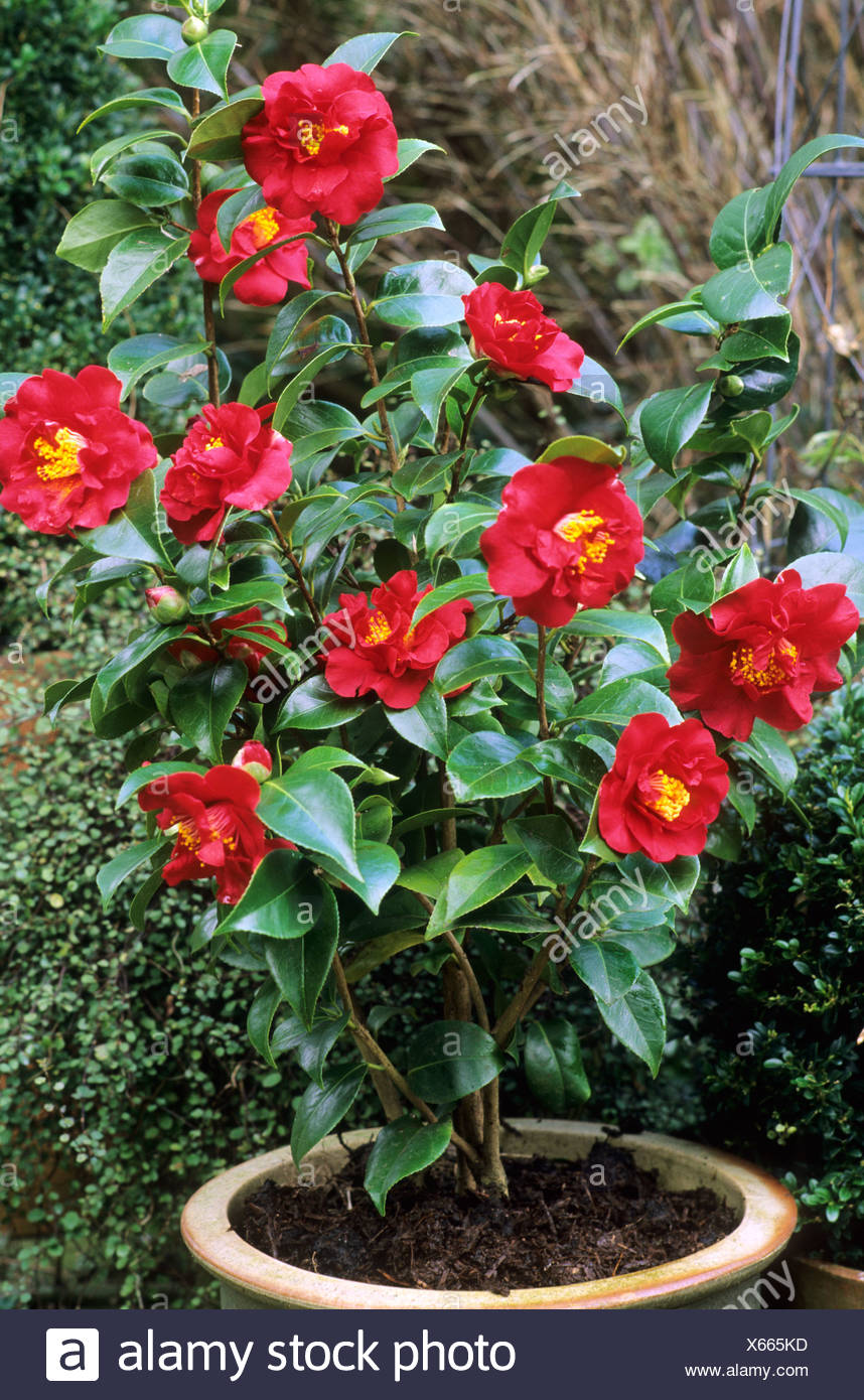 Camellia Barbara Morgan In Container High Resolution Stock Photography ...