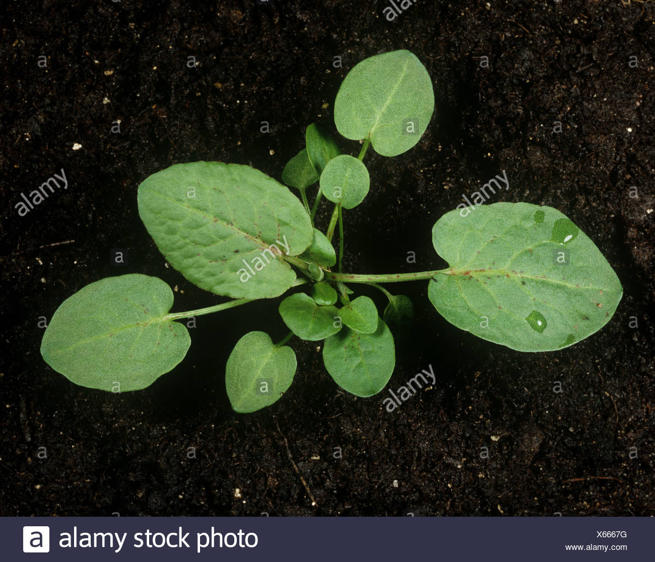 Dock Leaf And Plant High Resolution Stock Photography and Images - Alamy